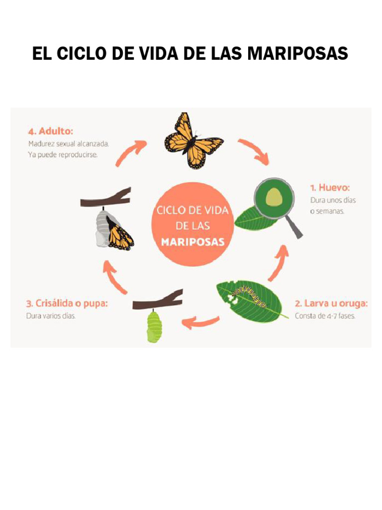 El Ciclo de Vida de Las Mariposas | PDF