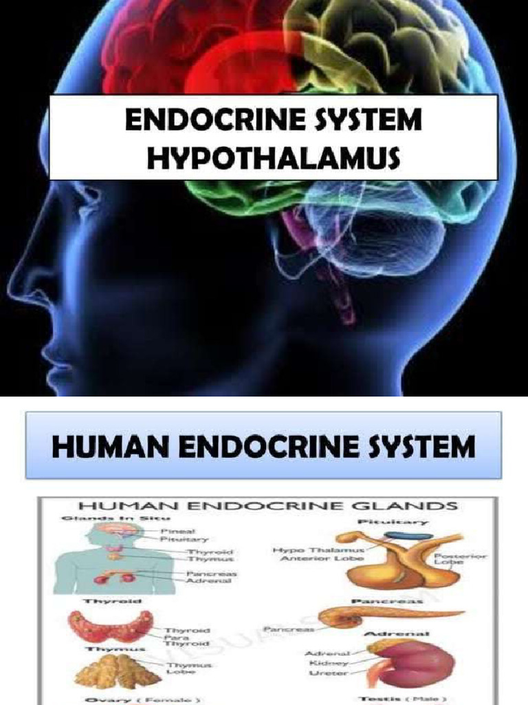 Structure of Hypothalamus | PDF