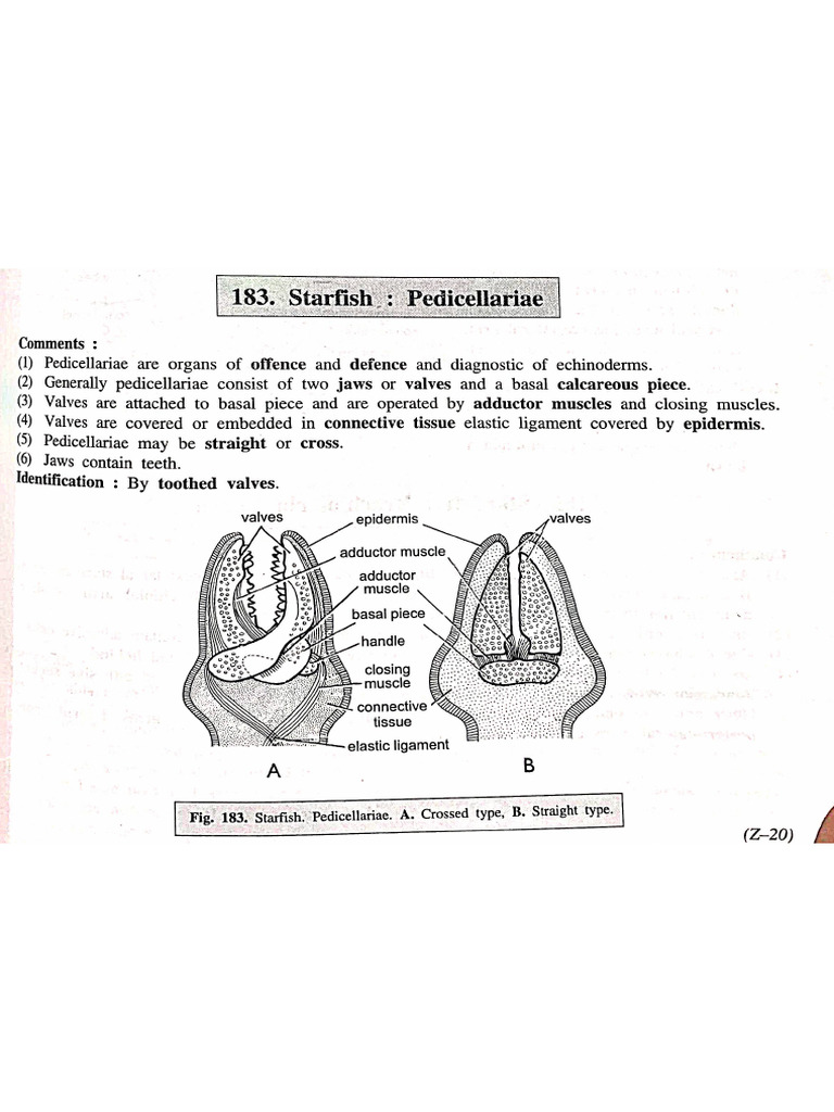 Phylum Echinodermata ( English Medium) | PDF