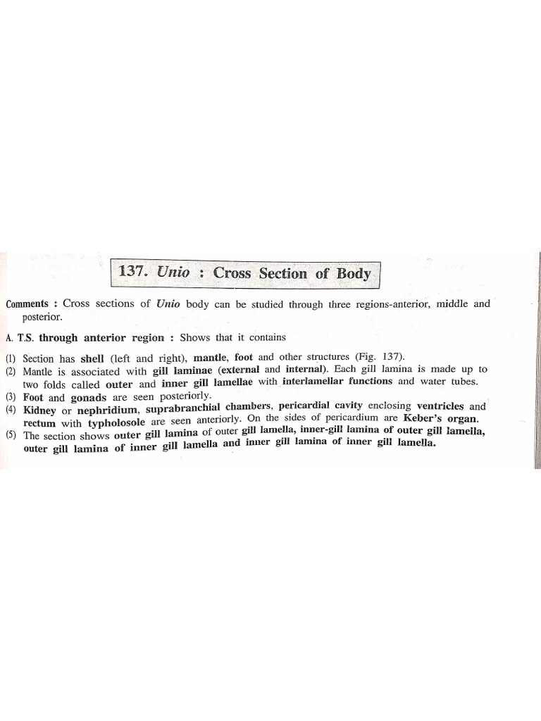 Phylum Mollusca (English Medium) | PDF