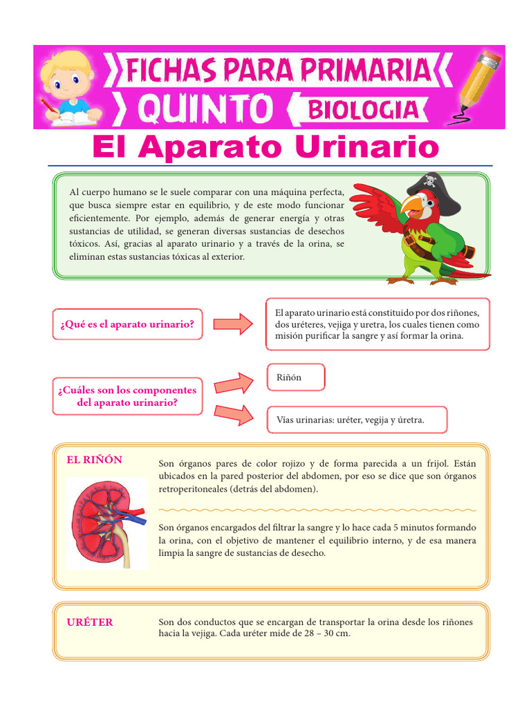 El Aparato Urinario para Quinto de Primaria | PDF | Sistema urinario | Riñón
