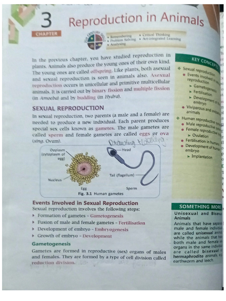 Chapter - 3 Reproduction in Animals | PDF