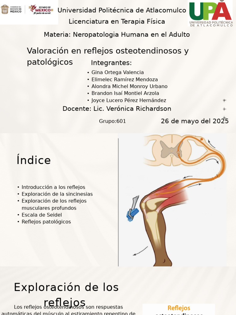 Valoracion de Reflejos Osteotendinosos 20250526 094143 0000 | PDF | Mano | Neurología
