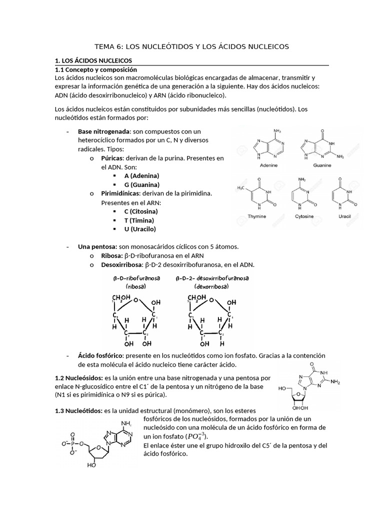 Tema 6. Los Nucleótidos y Los Ácidos Nucleicos | PDF | Rna | Adn