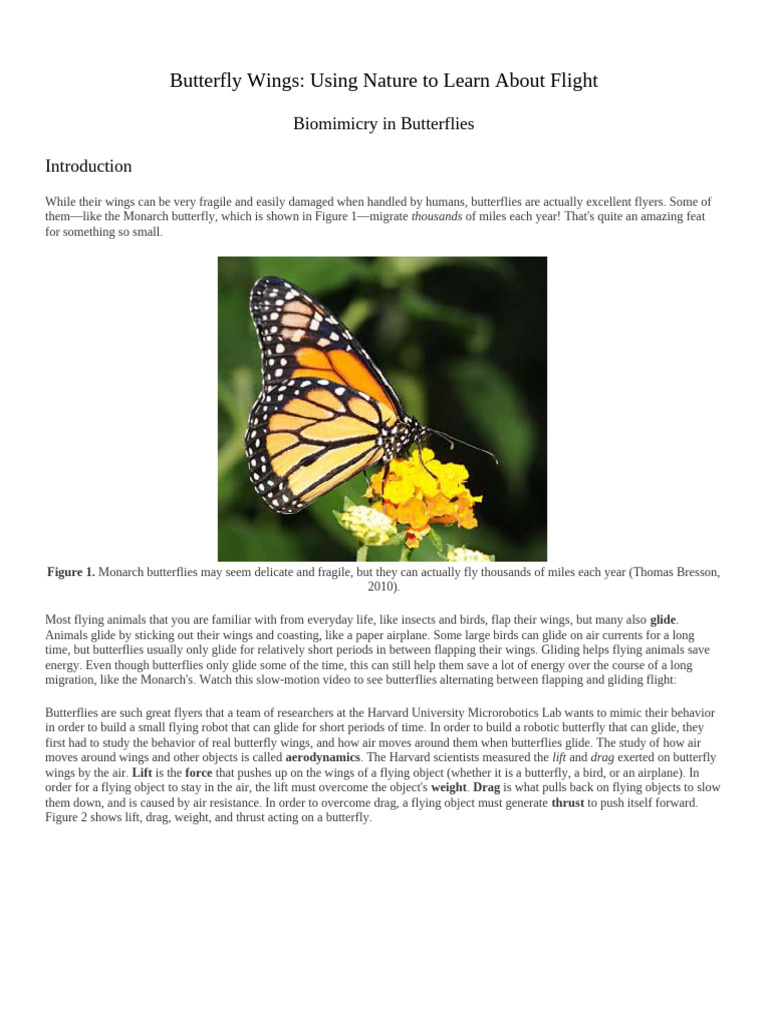 Butterfly Wings Using Nature To Learn About Flight | PDF | Flight ...