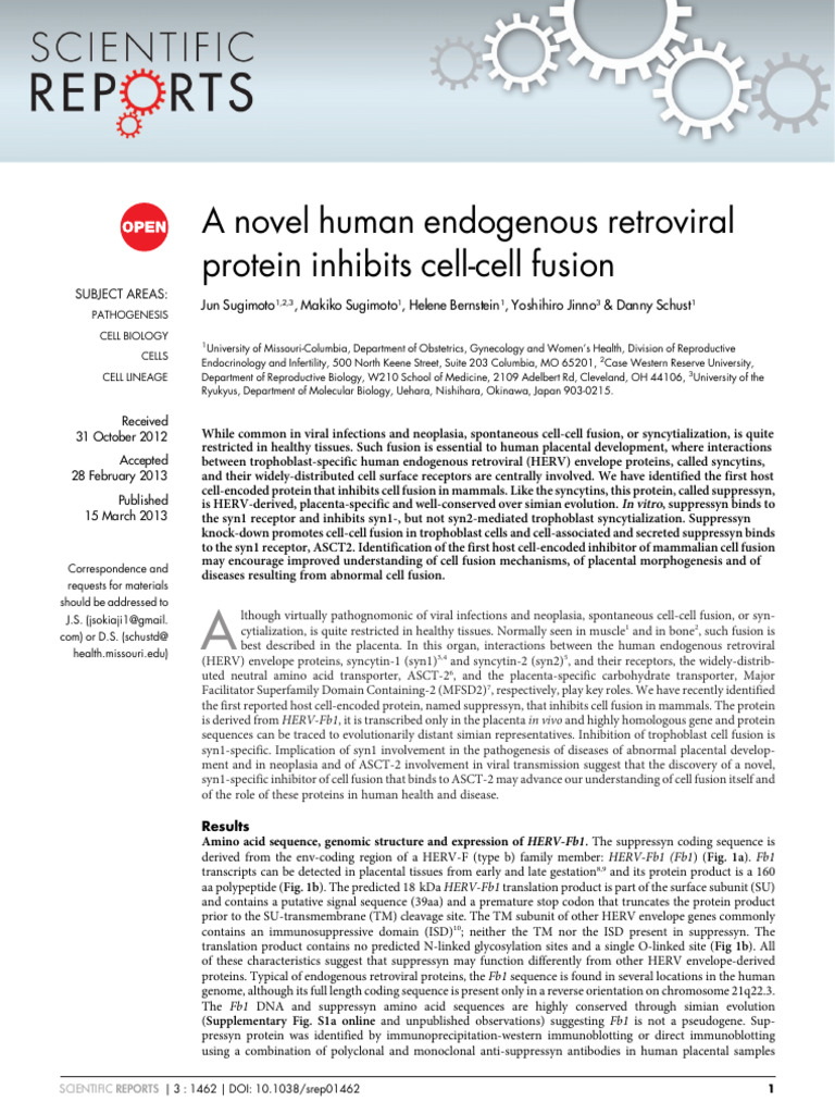 A Novel Human Endogenous Retroviral Protein Inhibits Cell-Cell Fusion ...