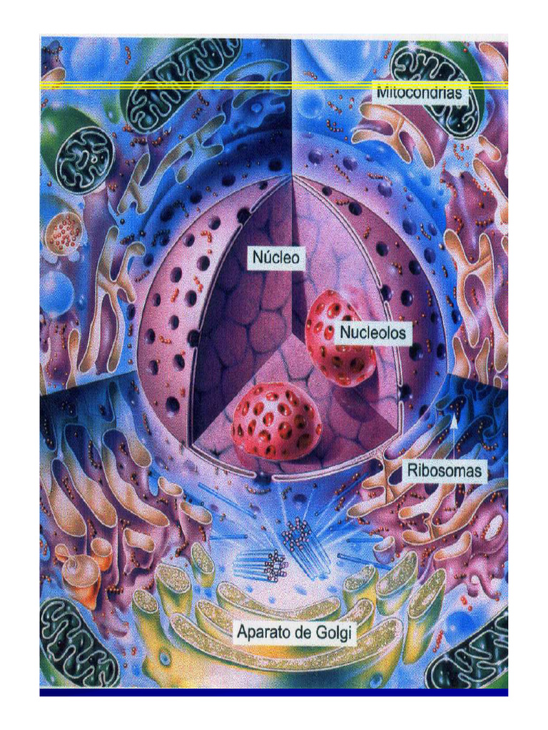 Célula Repaso | PDF