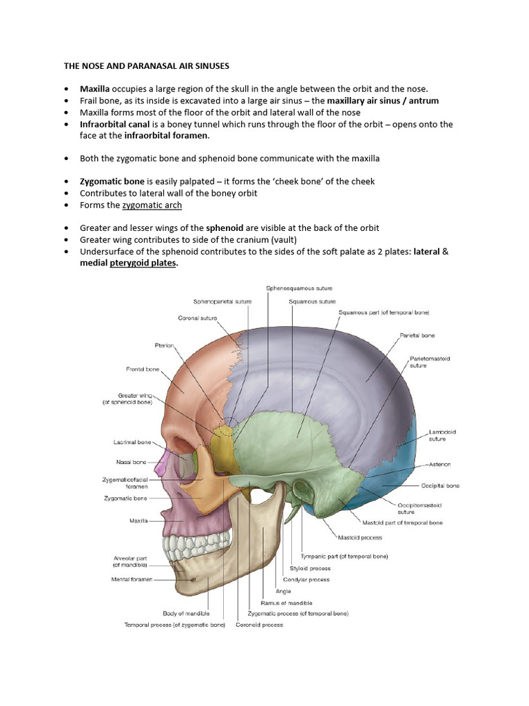 Anatomy of the Nose and Sinuses | PDF | Human Nose | Human Head And Neck