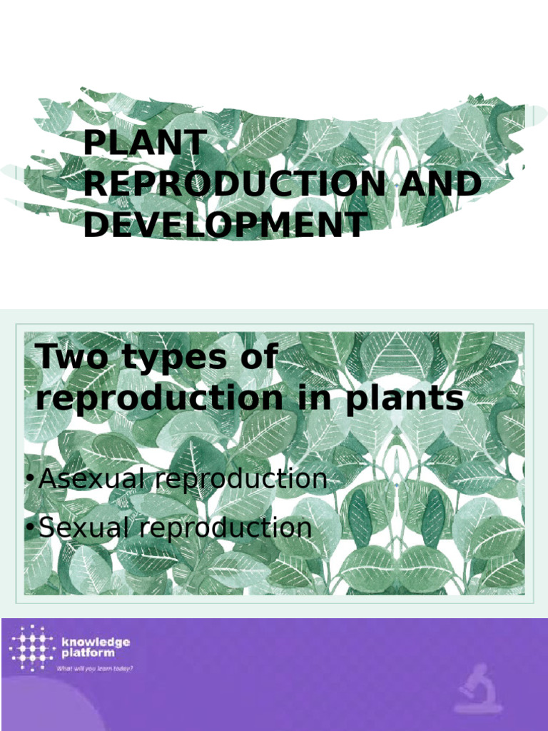 Bio Plant Reproduction Development | PDF | Plant Reproduction | Seed