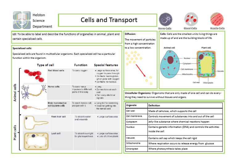 Sci Y7 B1a Knowledge Organiser Cells and Transport | PDF | Cell ...