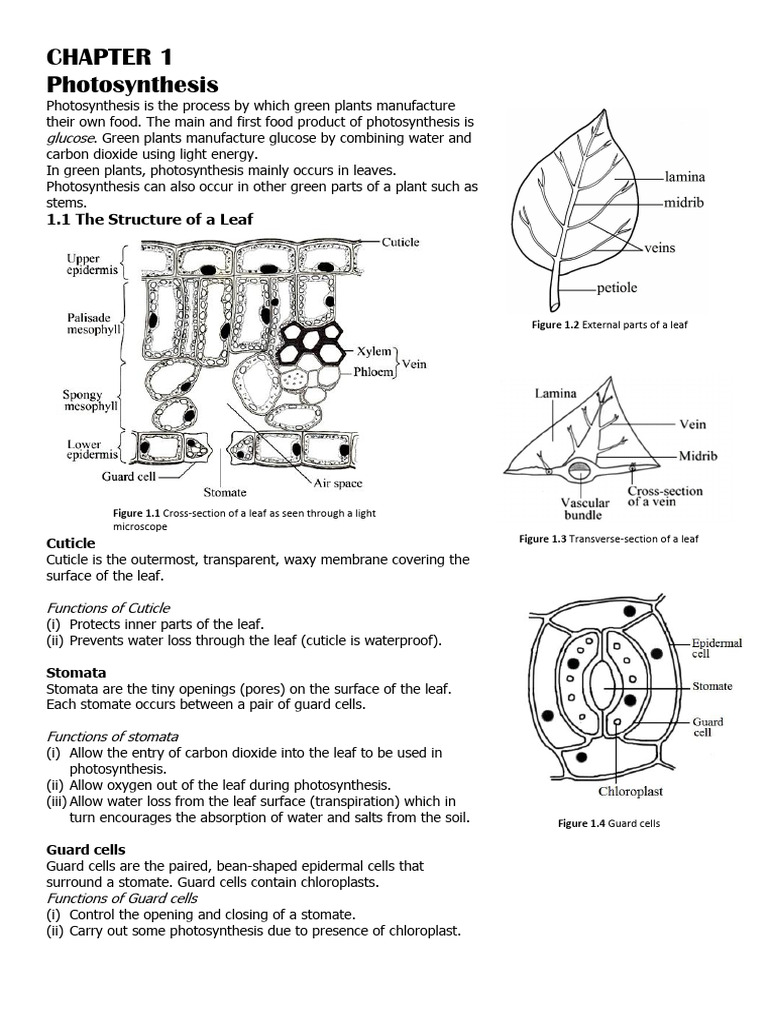 1 Photosynthesis Questions | PDF | Leaf | Endoplasmic Reticulum