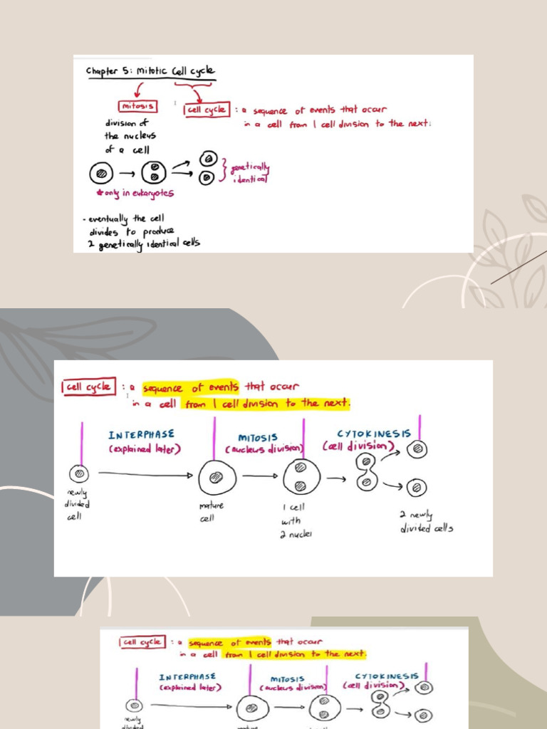 Mitotic Cell Cycle As Level | PDF