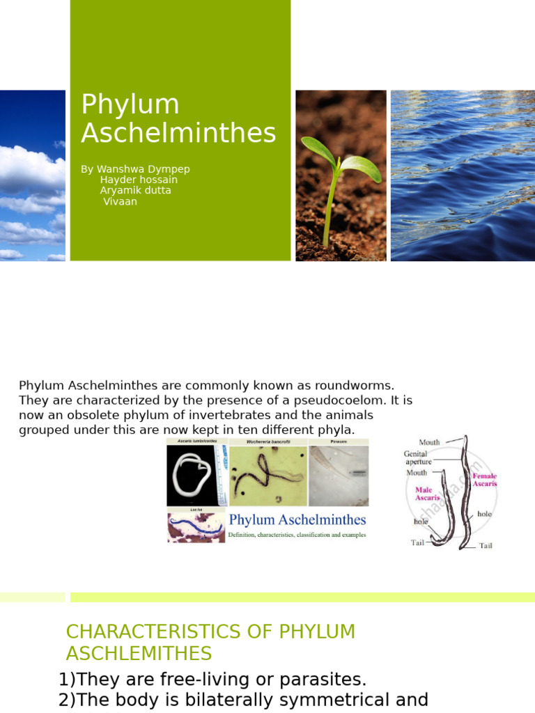 Phylum Aschelminthes: by Wanshwa Dympep Hayder Hossain Aryamik Dutta ...