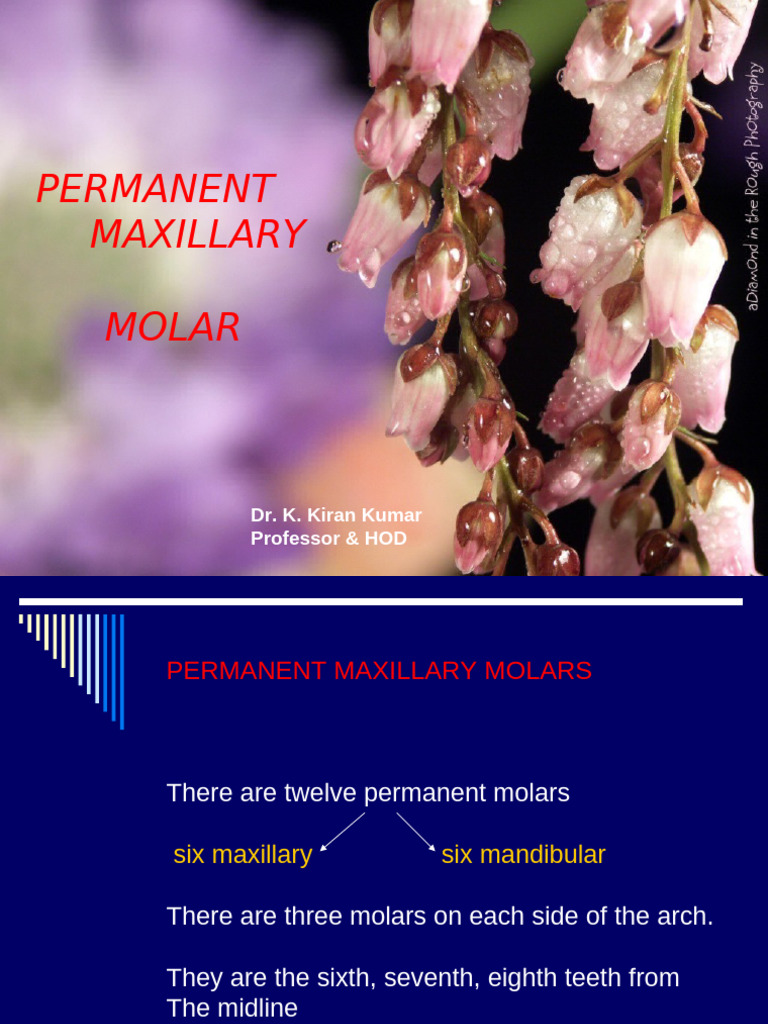 Permanent Maxillary Molar Dr. K. Kiran Kumar | PDF | Dental Anatomy | Tooth