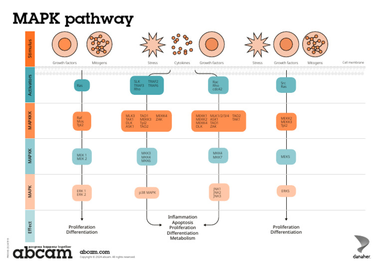 MAPK Cascade Interactive Pathway | PDF | Extracellular Signal Regulated ...
