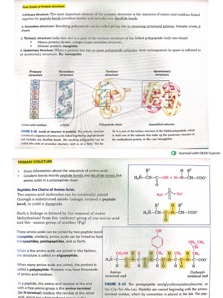 Protein Structure | PDF