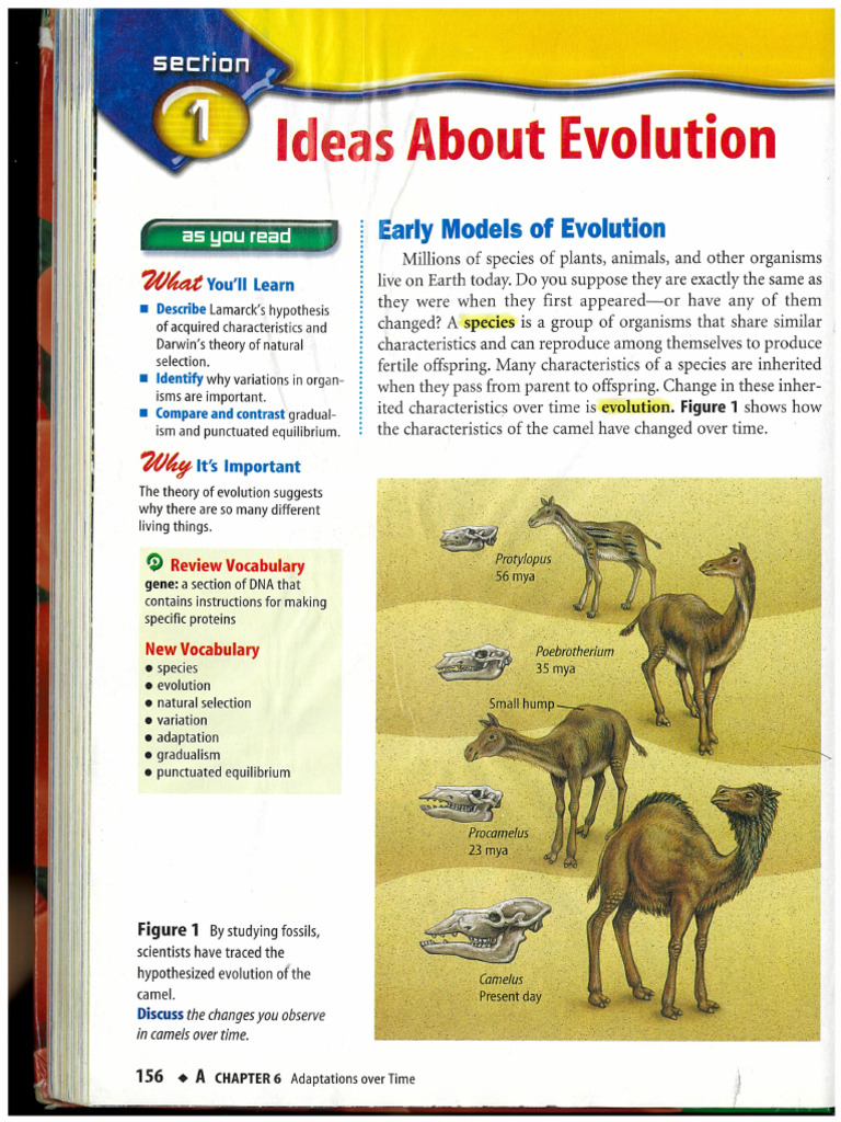 Section 6.1 Book A - Ideas About Evolution | PDF | Evolution | Natural ...