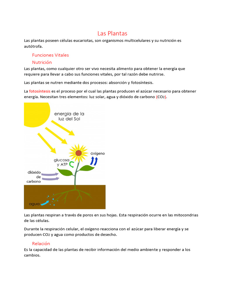 Funciones Vitales de las Plantas | PDF