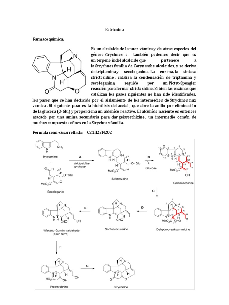 Farmacología y estructura de la estricnina | PDF | Neurona | Neurobiología