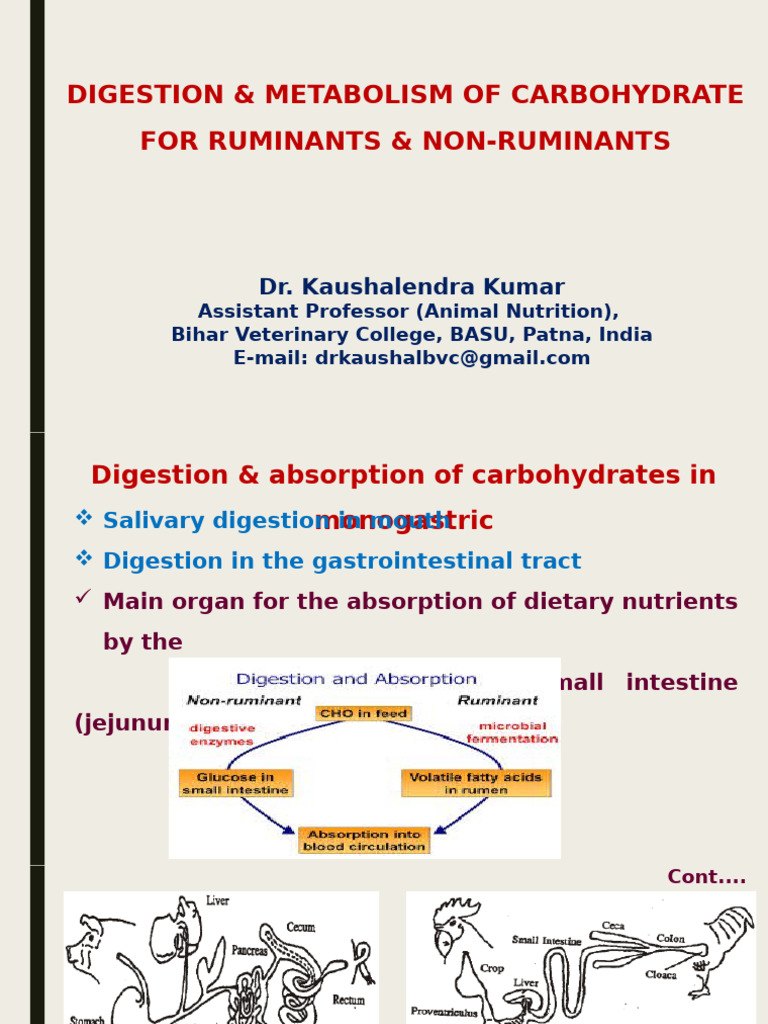 Digestion Metabolism of CHO | PDF | Glucose | Digestion