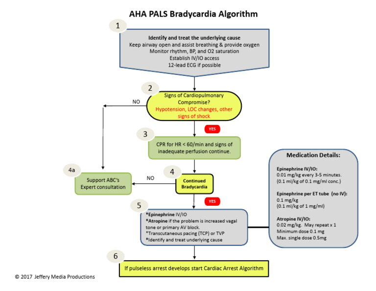 PALS Bradycardia Algorithm | PDF | Medical Emergencies | Cardiology