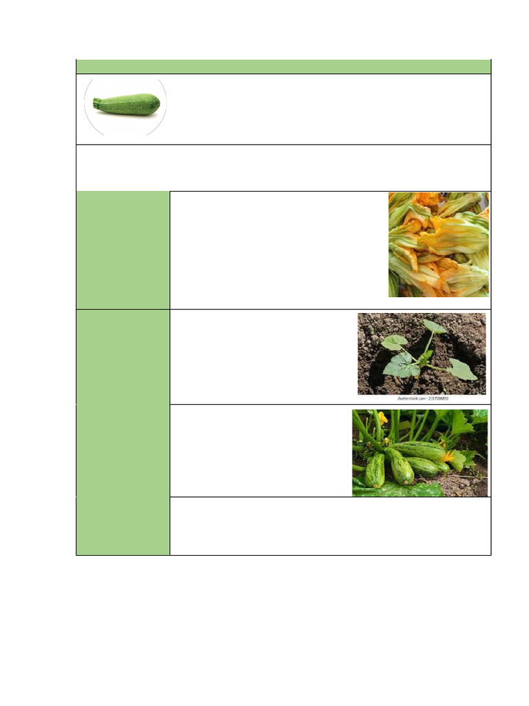 Ficha Técnica del Zuquini (Cucurbita pepo) | PDF | Plantas