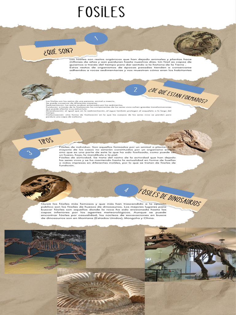 Fosiles 20250519 163614 0000 | PDF | Fósil | Paleontología