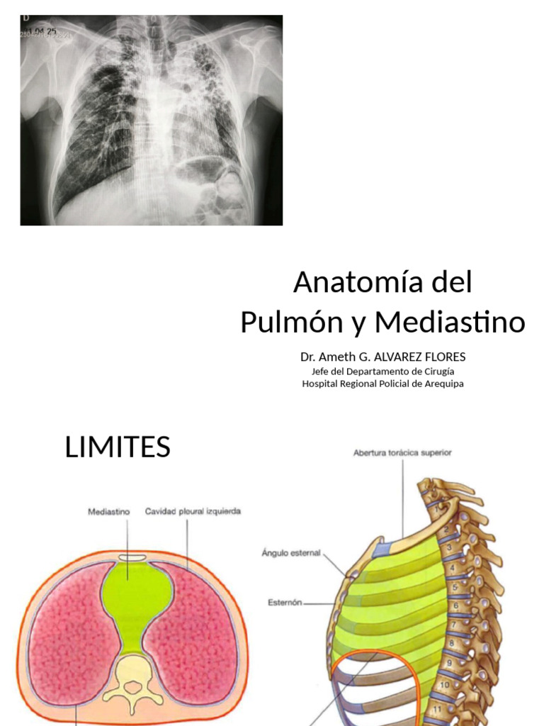 Anatomia Pumon y Mediastino | PDF | Sistema musculoesquelético | Tórax (anatomía humana)