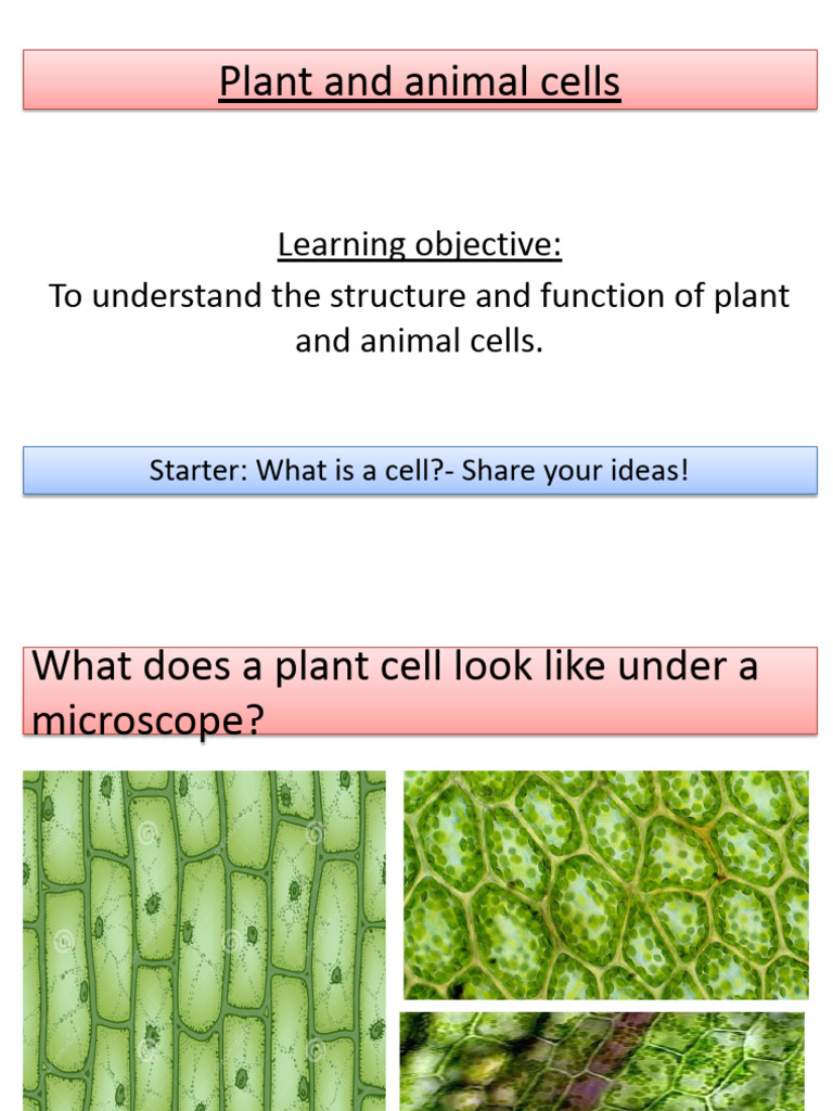Plant and Animal Cells Presentation 2 | PDF | Cell (Biology) | Chloroplast