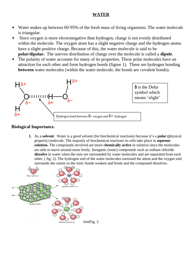 Water's Role in Biological Molecules | PDF | Carbohydrates | Chemical ...