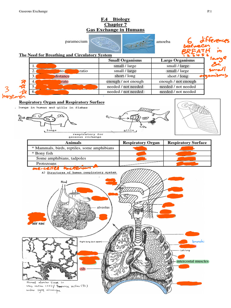 07 - Gas Exchange in Humans - (2025) | PDF | Respiratory System | Breathing