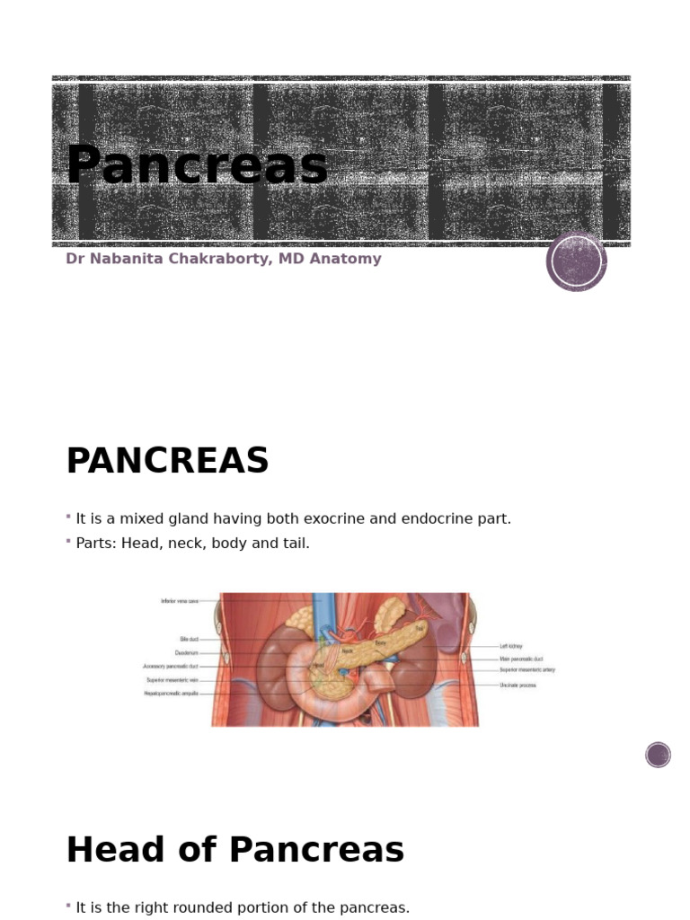 Pancreas | PDF