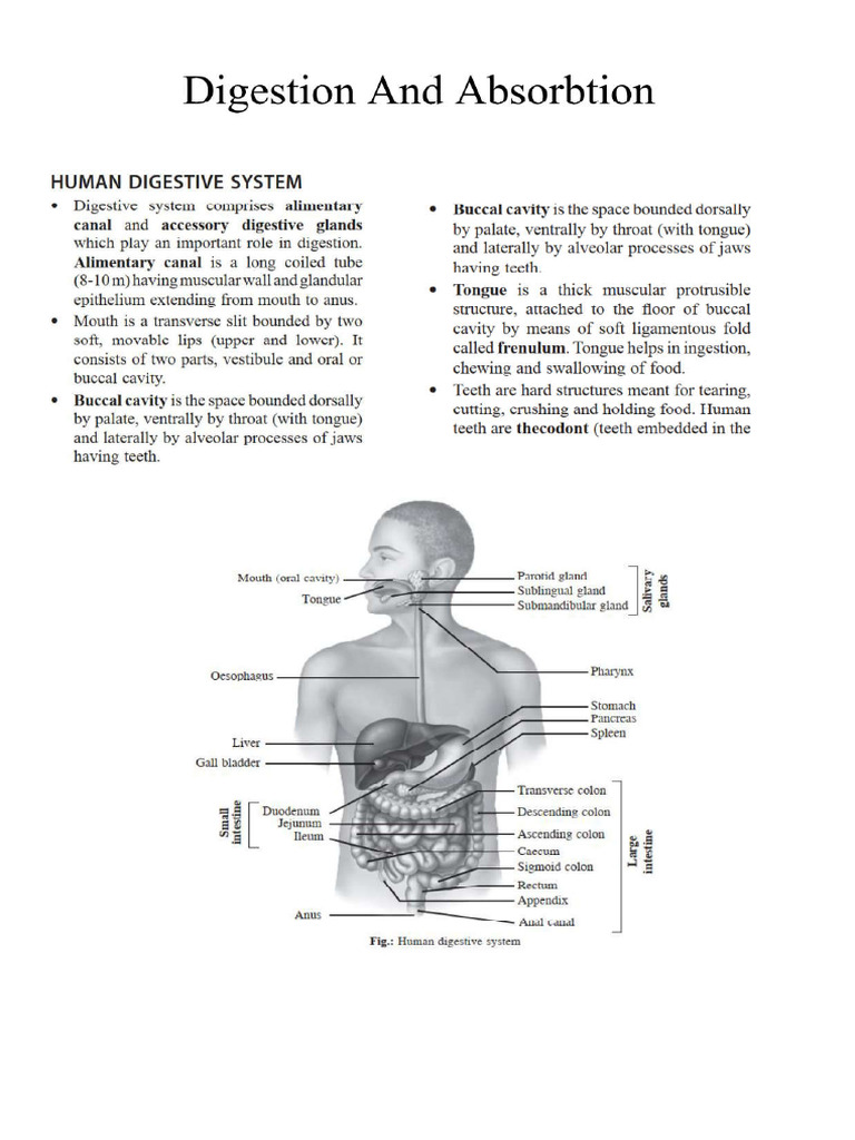 Digestion and Absorbtion Notes | PDF