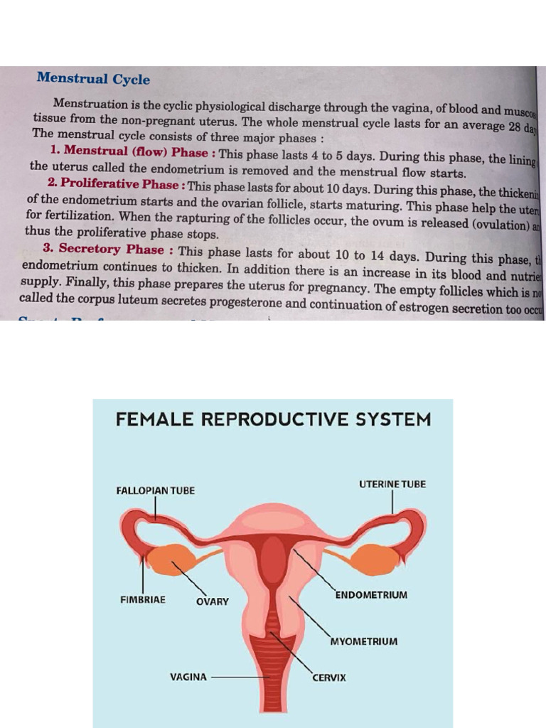 Menstrual Cycle | PDF
