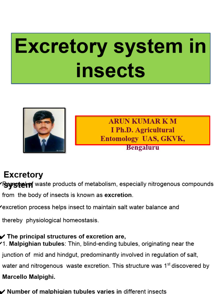 Insect Excretory System Overview | PDF | Excretion | Insects