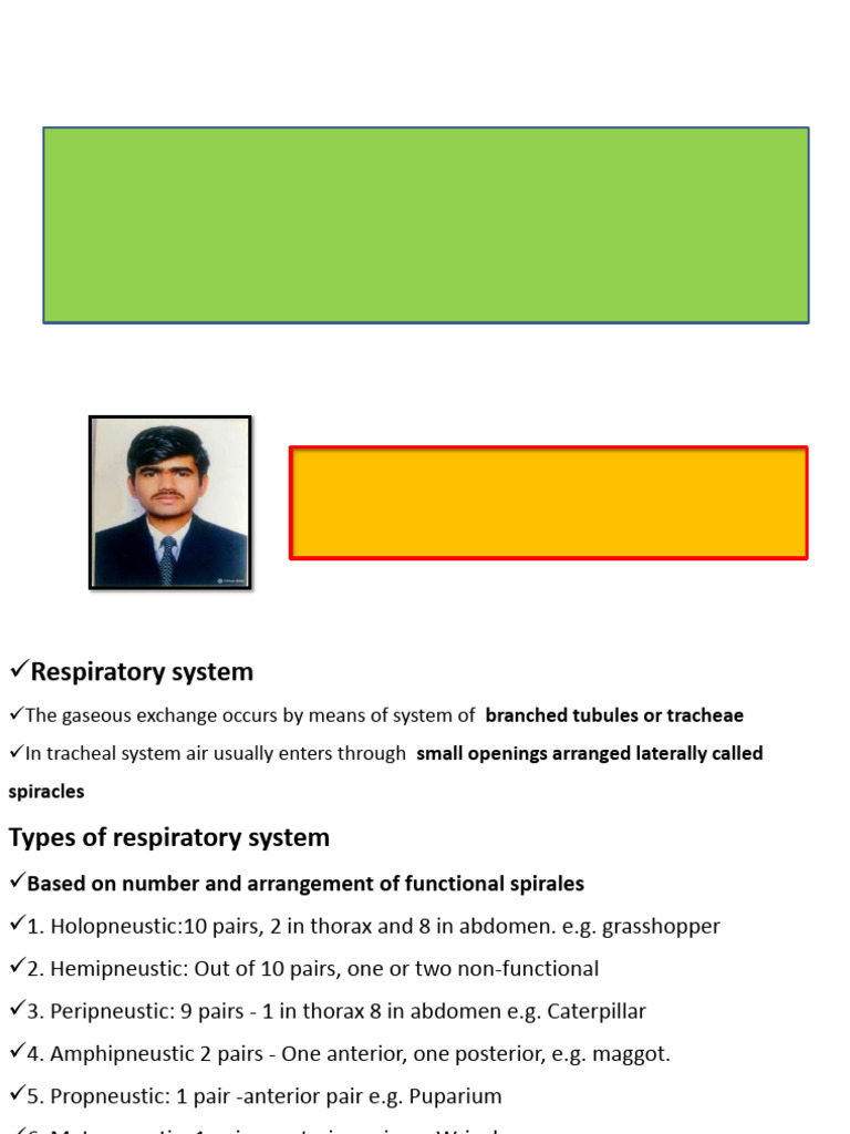Insect Respiratory Systems Explained | PDF | Gill | Respiratory System