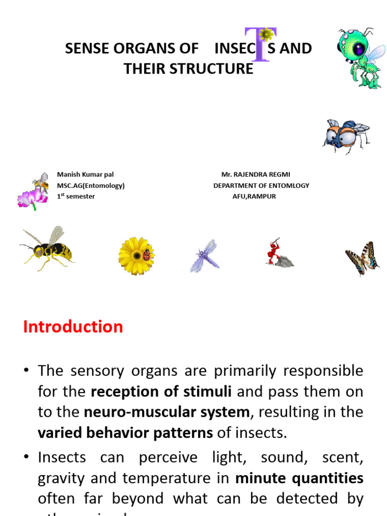 AEN 201 - Sense Organ of Insects - PPT 1 - Agri Junction | PDF | Senses ...