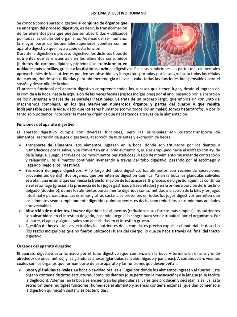 Sistema Digestivo Humano | PDF | Digestión | Sistema digestivo humano