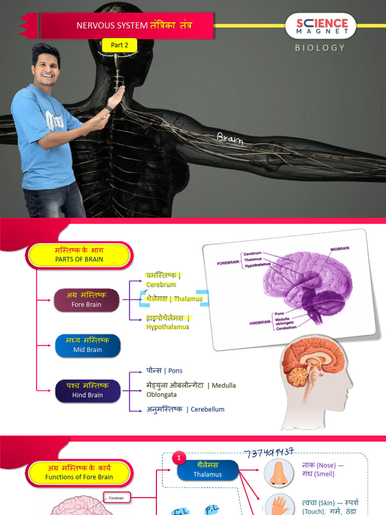 Nervous System: Biology | PDF