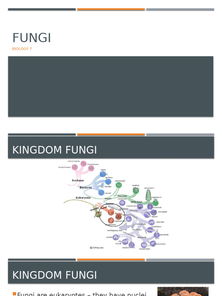 Understanding Fungi: Biology and Types | PDF | Fungus | Mold