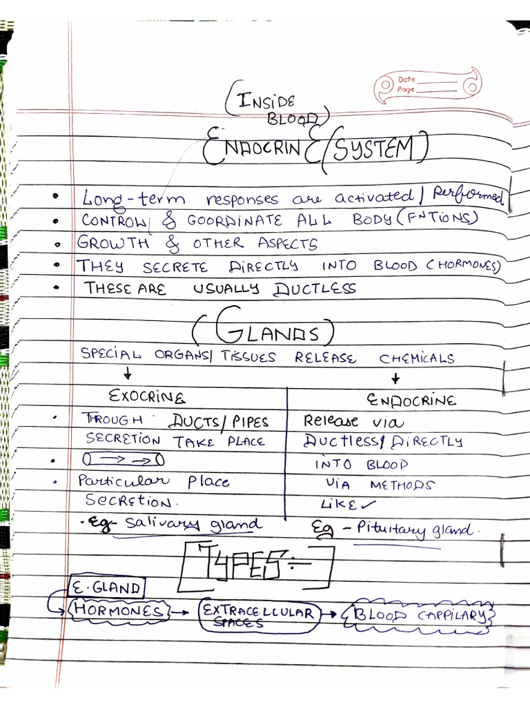 Endocrine Glands Notes PDF | PDF