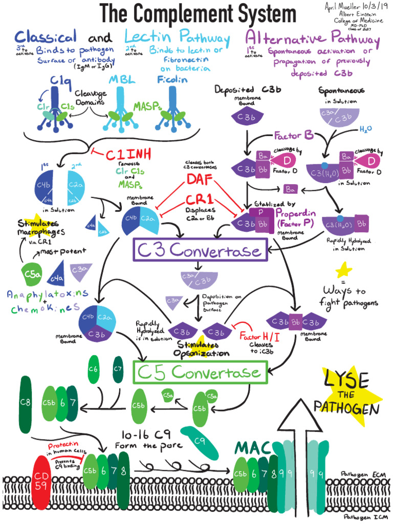 Graphic - Complement Pathway v1 | PDF | Medical Specialties | Immunology