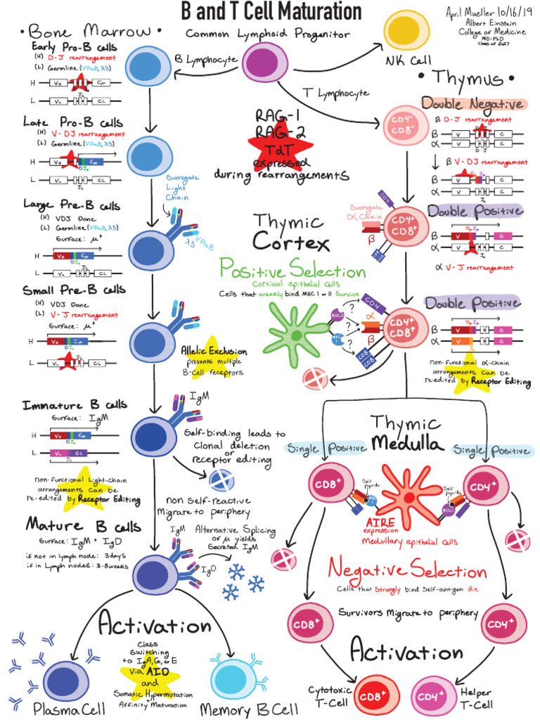 Graphic - B and T Cell Maturation v1 | PDF | B Cell | T Cell