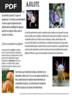 Etapas del Ciclo de Vida del Ajolote | PDF