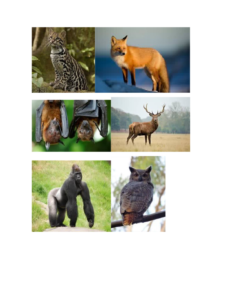 Fotod Animales | PDF