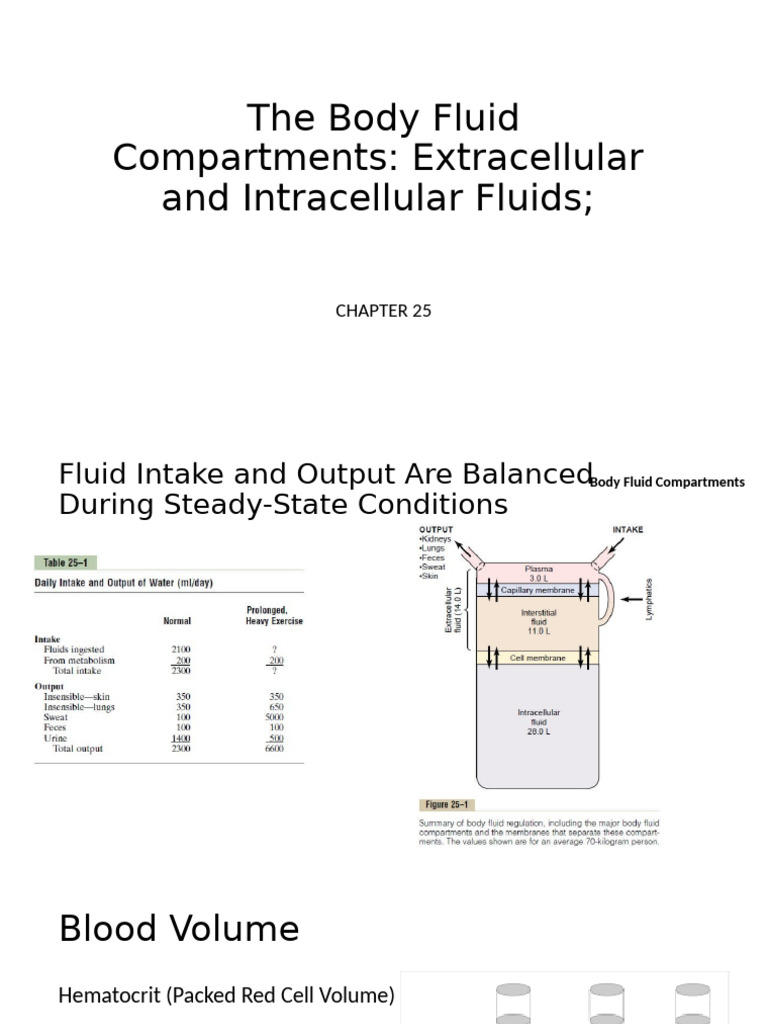 Body Fluid Regulation and Kidney Functions | PDF | Kidney | Homeostasis