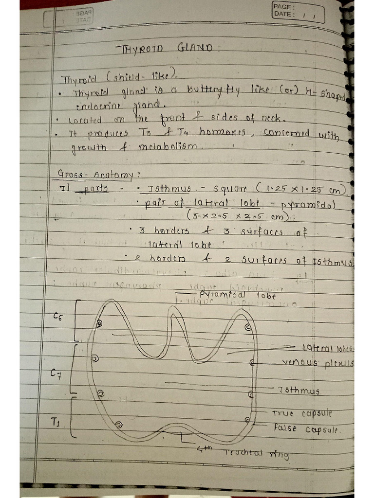 Thyroid Gland Imp Notes | PDF