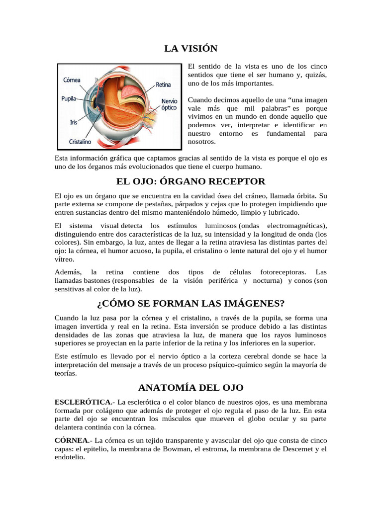 Anatomía y enfermedades del ojo humano | PDF | Ojo humano | Percepción ...