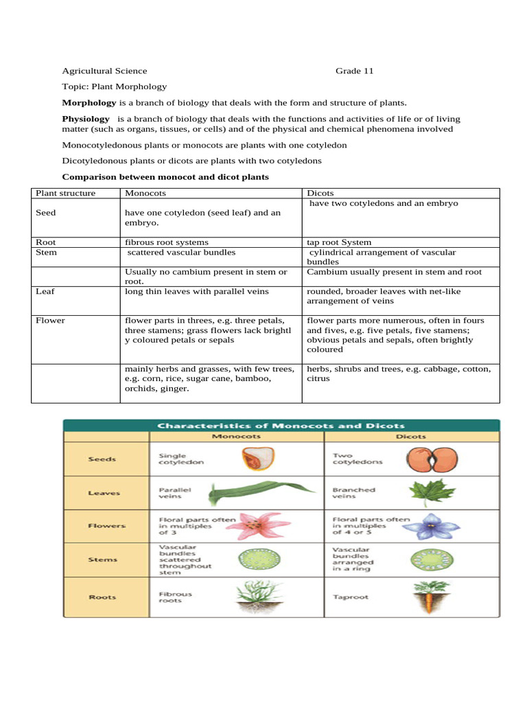 Grade 11 Plant Morphology Handout | PDF | Leaf | Plant Stem