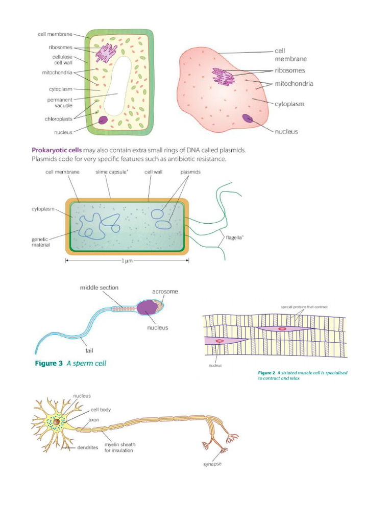 Cell Diagrams | PDF
